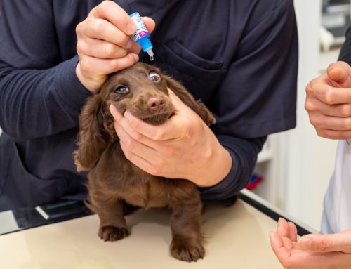 Eye Spy Something Bumpy: Intraocular Tumors in Pets - Veterinary Vision ...