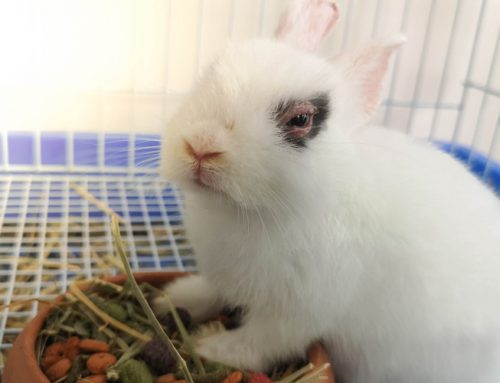 What’s In My Cat’s Eye? Feline Corneal Sequestrum Basics - Veterinary ...