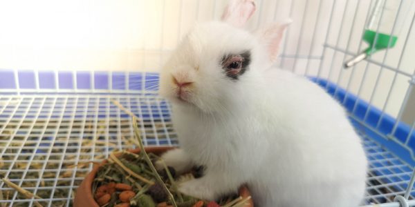 Dacryocystitis in Rabbits - Veterinary Vision Center