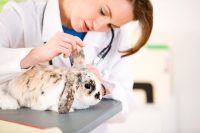 Dacryocystitis in Rabbits - Veterinary Vision Center