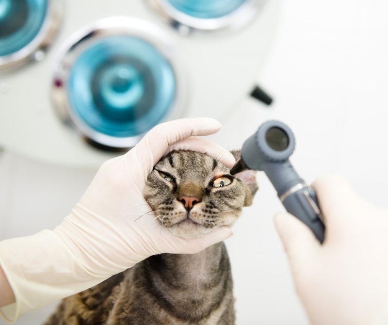 What’s In My Cat’s Eye? Feline Corneal Sequestrum Basics - Veterinary ...