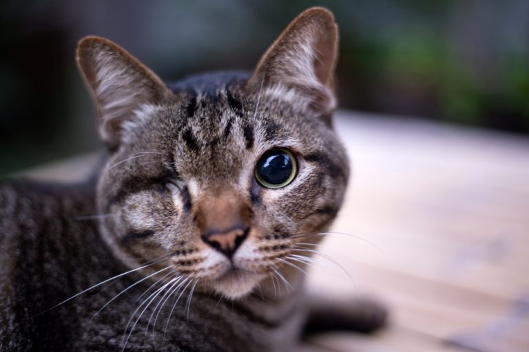 Diffuse Iris Melanoma in Cats - Veterinary Vision Center