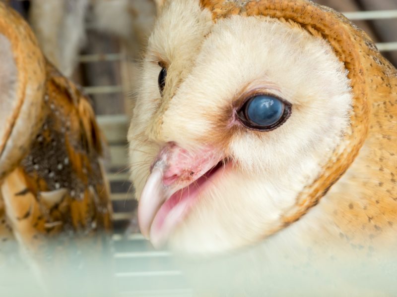 Bird Eye Exams - Veterinary Vision Center