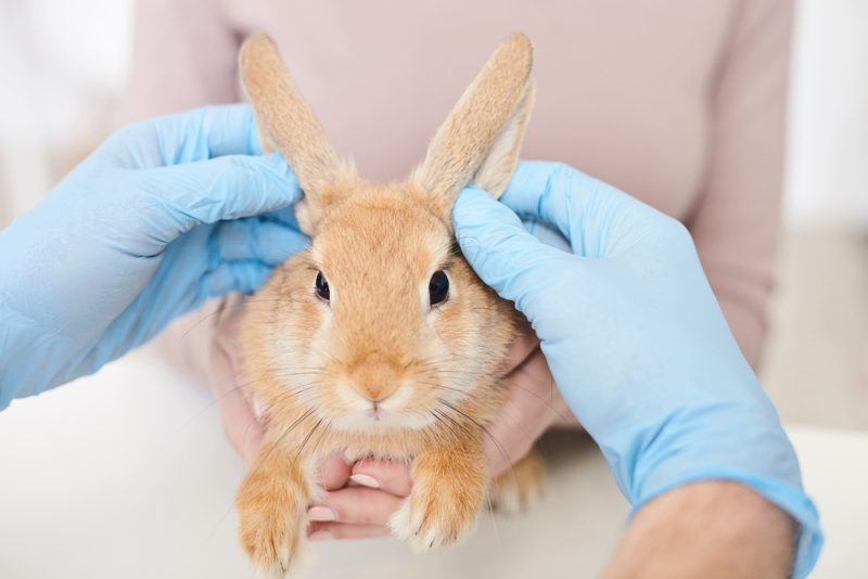 Encephalitozoonosis in Pet Rabbits - Veterinary Vision Center