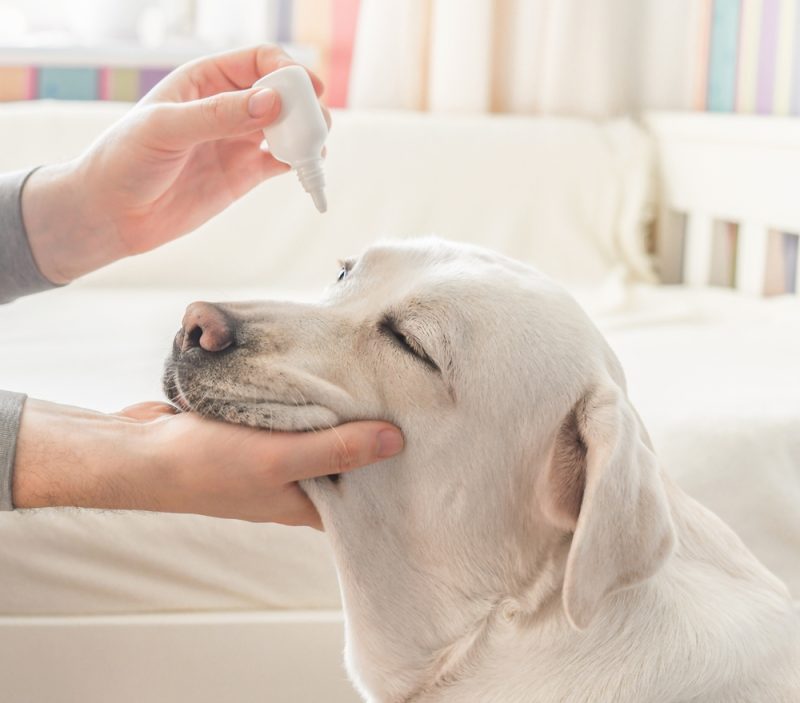 Itchy, Red Eyes in Dogs: Could it be Allergic Conjunctivitis ...