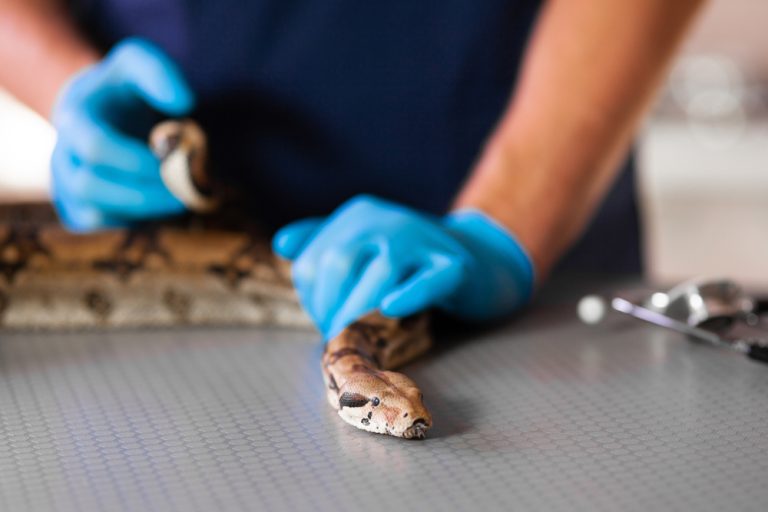 Spectacular Diseases in Snakes - Veterinary Vision Center