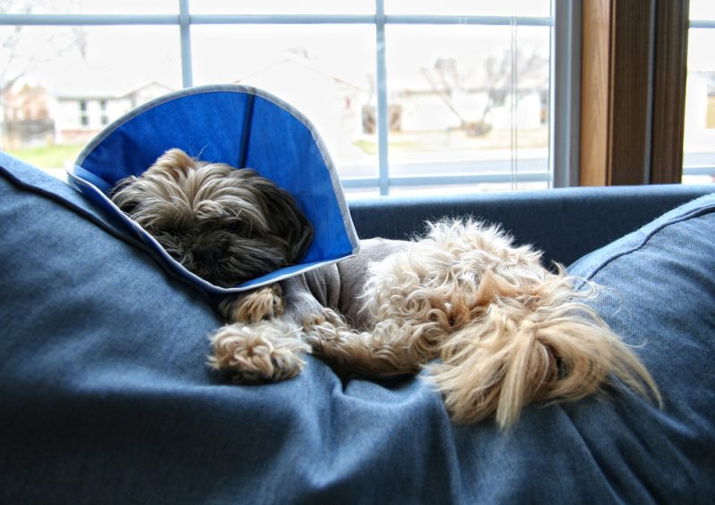 Retinal Detachment in Shih Tzus - Veterinary Vision Center