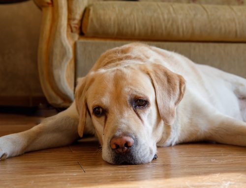 Do Dogs Have Floaters In Their Eyes