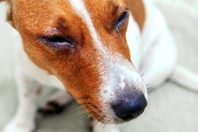 Frequently Asked Questions About Entropion in Dogs - Veterinary Vision ...