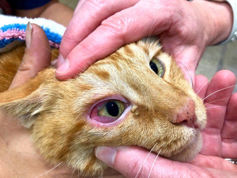 Why is My Pet’s Eye Red? - Veterinary Vision Center