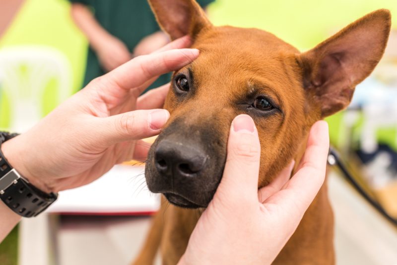 5 Reasons Your Pet’s Eyes Have Dark Spots - Veterinary Vision Center
