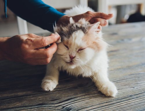 Oh My, A Bulging Eye! Retrobulbar Abscesses in Dogs and Cats ...