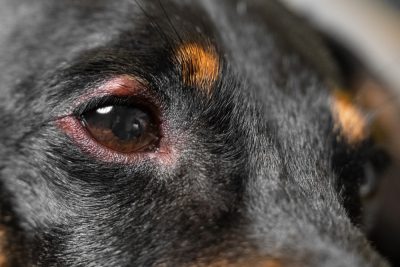 8 Common Eye Conditions in Dogs - Veterinary Vision Center