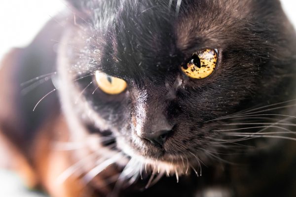 6 Common Eye Conditions in Cats - Veterinary Vision Center