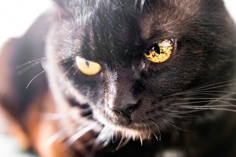 6 Common Eye Conditions in Cats - Veterinary Vision Center