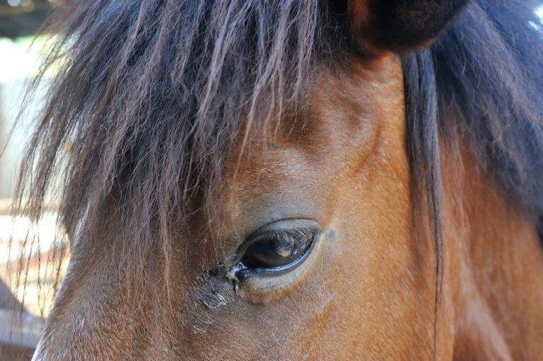 7 Common Equine Eye Conditions - Veterinary Vision Center