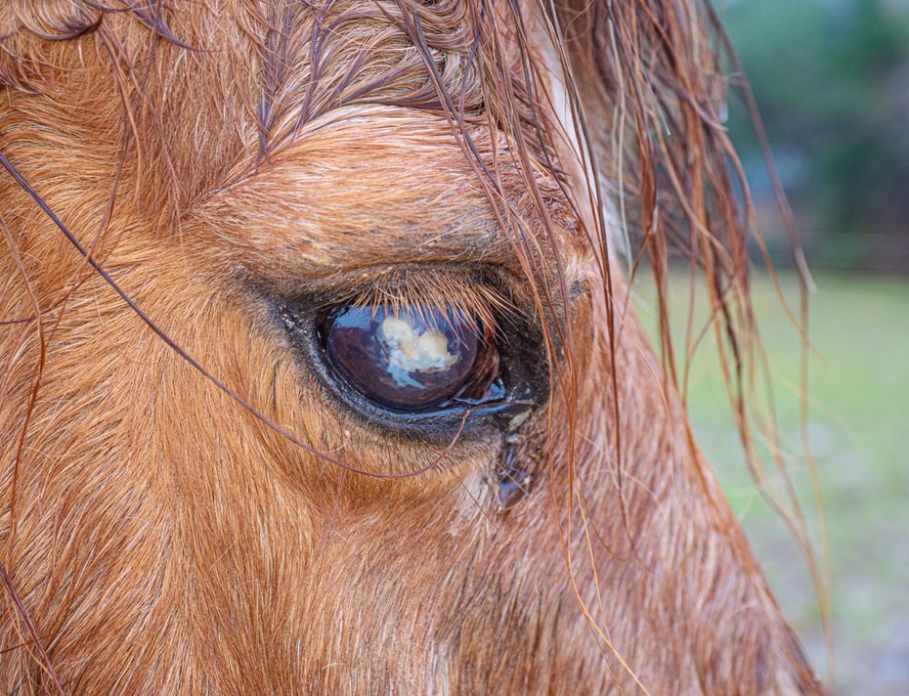 Entropion in Dogs - Veterinary Vision Center