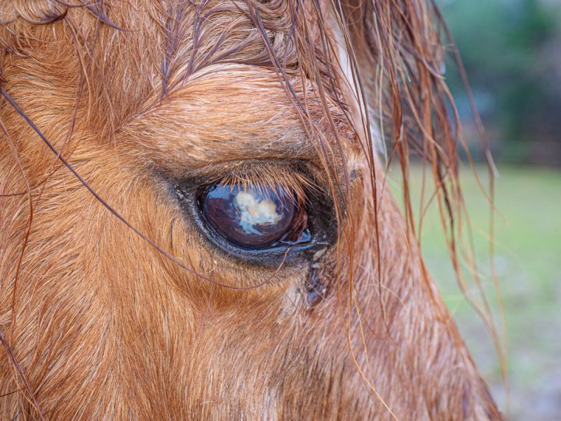 7 Common Equine Eye Conditions - Veterinary Vision Center