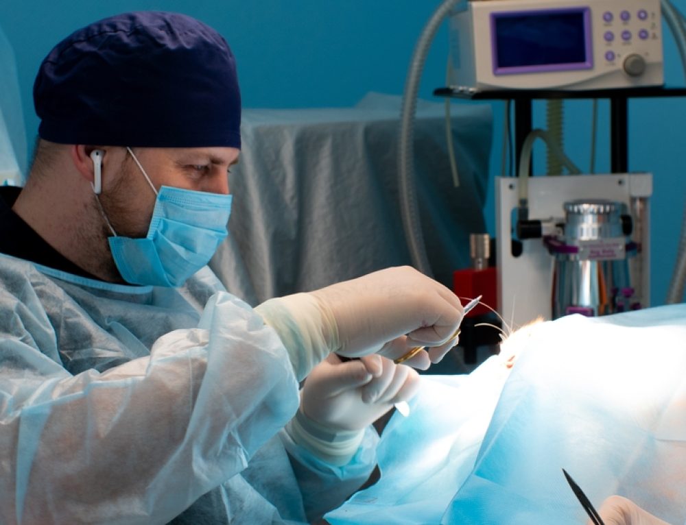 Entropion in Dogs - Veterinary Vision Center