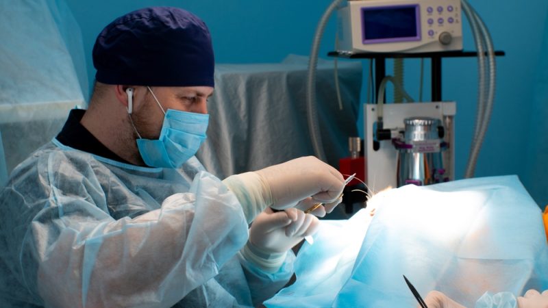 A Pet Owner’s Guide to Veterinary Eyelid Surgery - Veterinary Vision Center