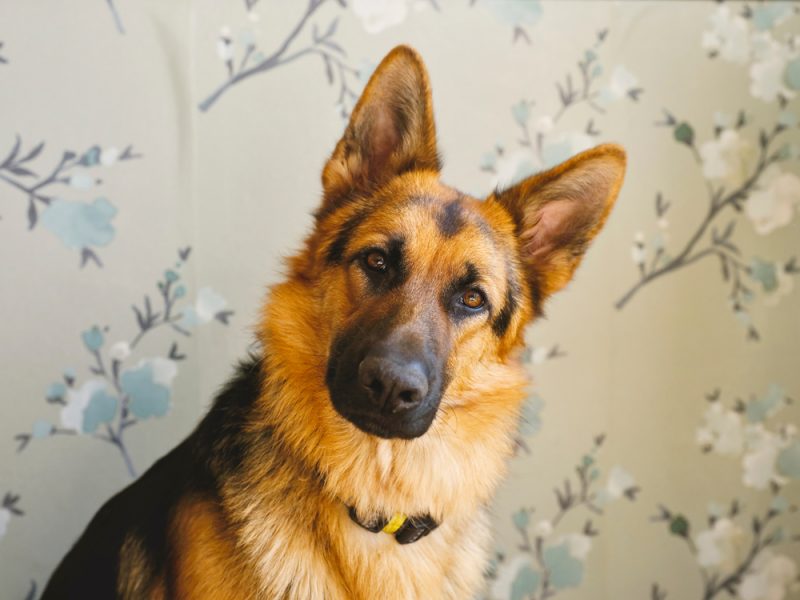 Genetic Eye Conditions: German Shepherd Edition - Veterinary Vision Center