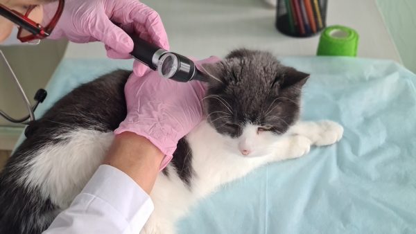 Ocular Conditions Associated with Otitis Media in Pets - Veterinary ...