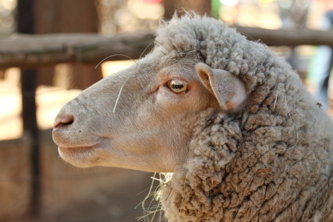 Ocular Conditions in Sheep and Goats - Veterinary Vision Center