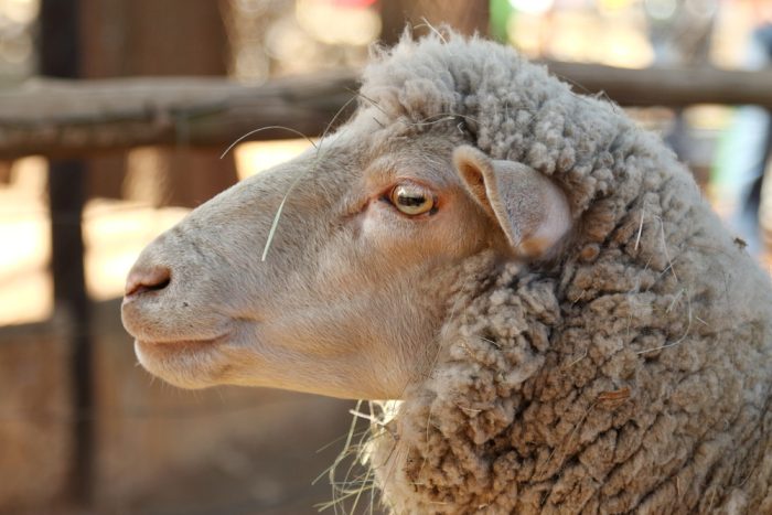 Ocular Conditions in Sheep and Goats - Veterinary Vision Center