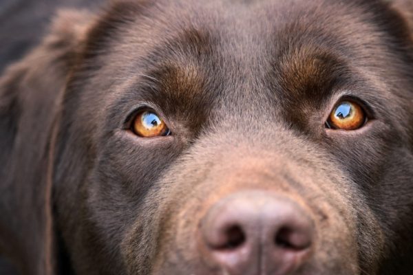 Managing Genetic Eye Conditions in Labrador Retrievers - Veterinary ...