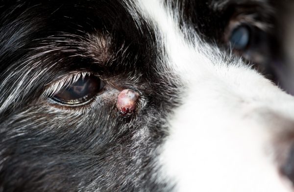 Understanding Eyelid Masses in Dogs: Recognition, Prevention, and ...