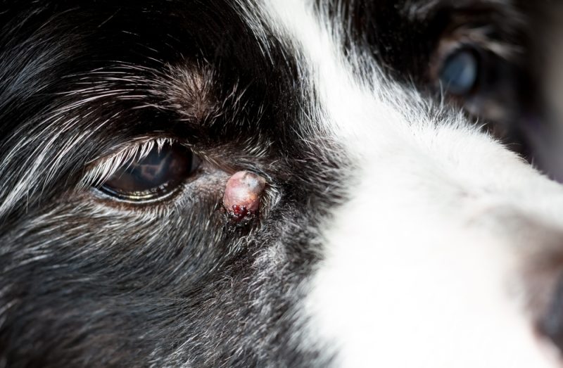 Understanding Eyelid Masses in Dogs: Recognition, Prevention, and ...