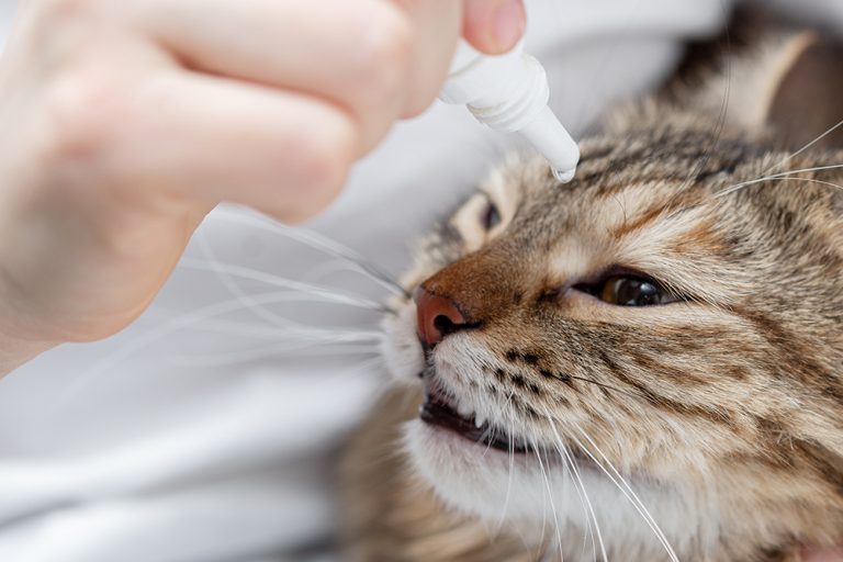 Does Your Pet Have Entropion? Understanding the Signs, Risks, and ...