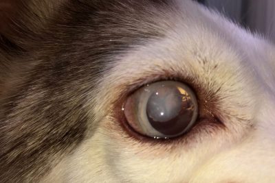 Understanding Lens Luxation in Pets: Causes, Treatment, and When to ...