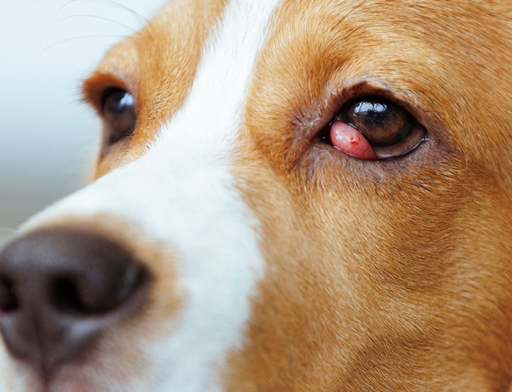 Navigating Eye Health in Siamese Cats - Veterinary Vision Center