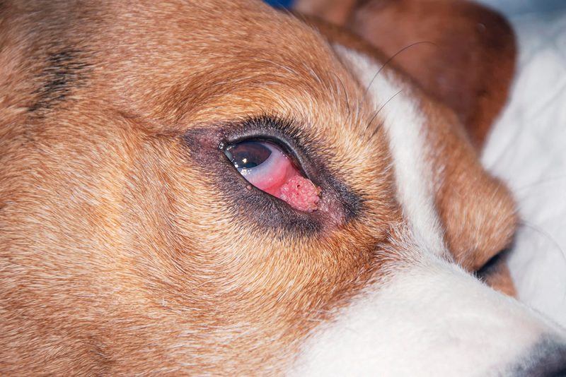 Is Your Dog's Eye Red and Irritated? Understanding and Treating Cherry ...