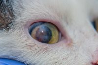 Corneal Ulcers in Pets: What Every Pet Owner Needs to Know About Eye ...
