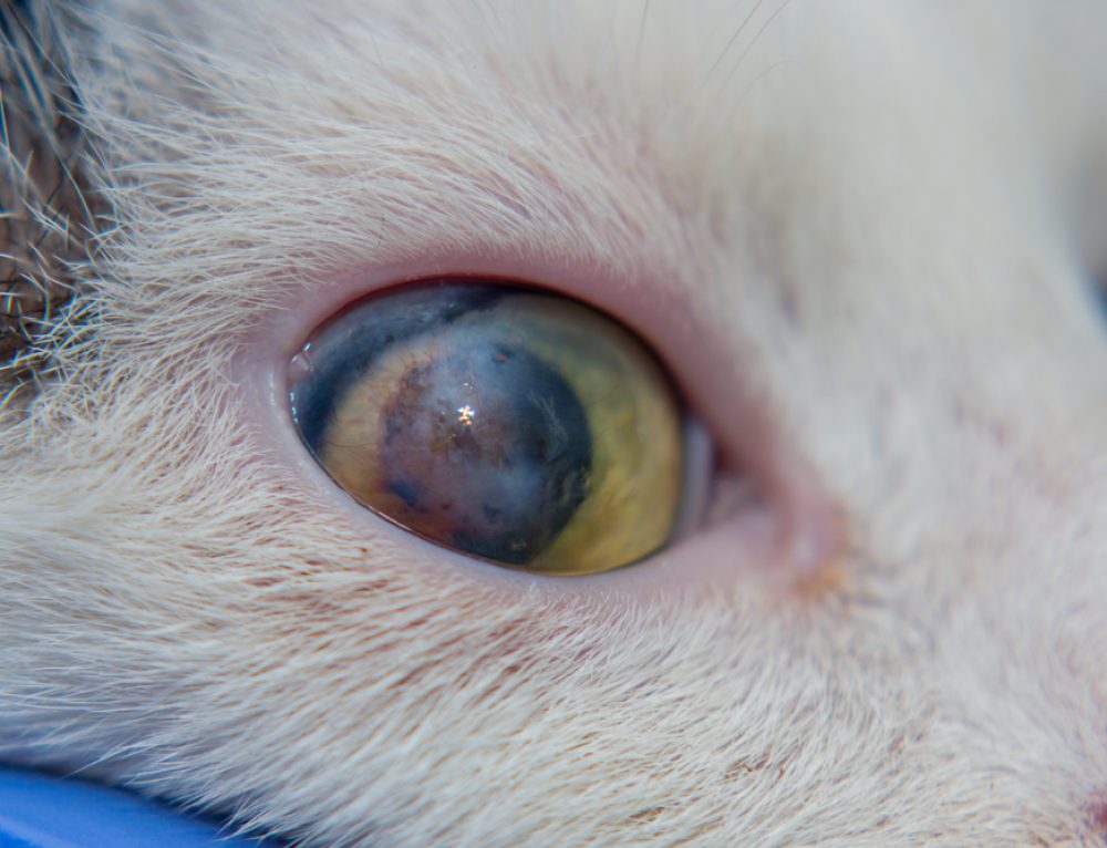 Navigating Eye Health in Siamese Cats - Veterinary Vision Center