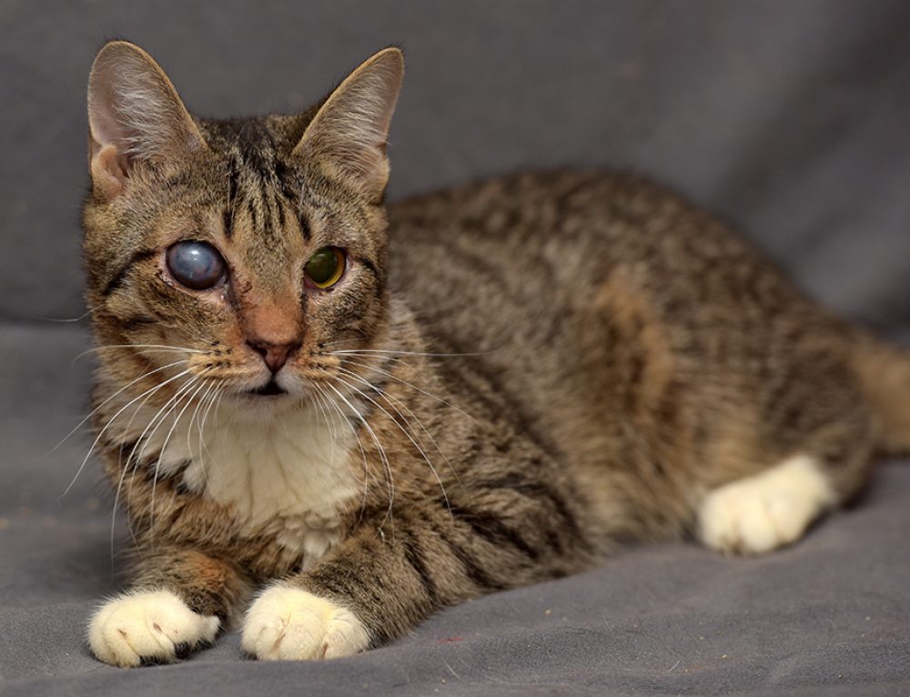 Diffuse Iris Melanoma in Cats - Veterinary Vision Center