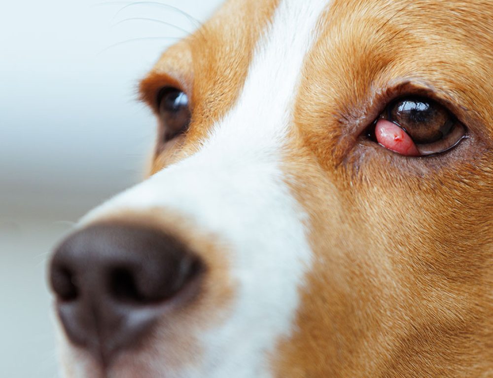 Why Is My Pet's Eye Yellow? Understanding Jaundice in Dogs and Cats ...