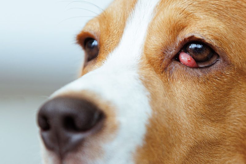 Is Your Dog's Eye Red and Irritated? Understanding and Treating Cherry ...