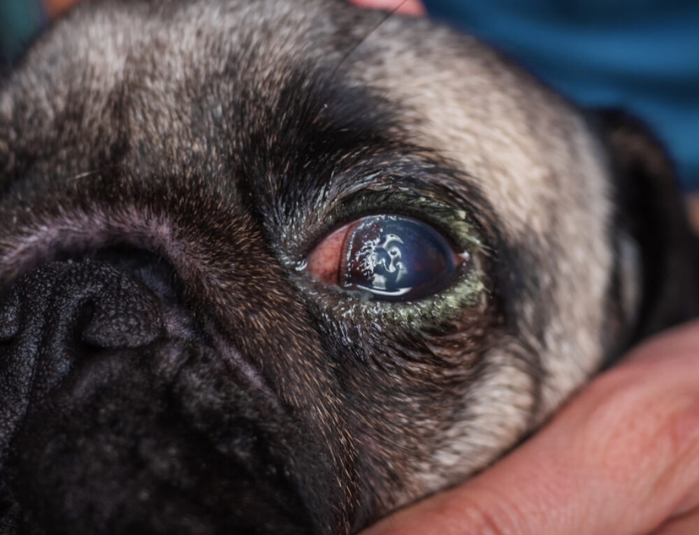A Pet Owner’s Guide to Veterinary Eyelid Surgery - Veterinary Vision Center