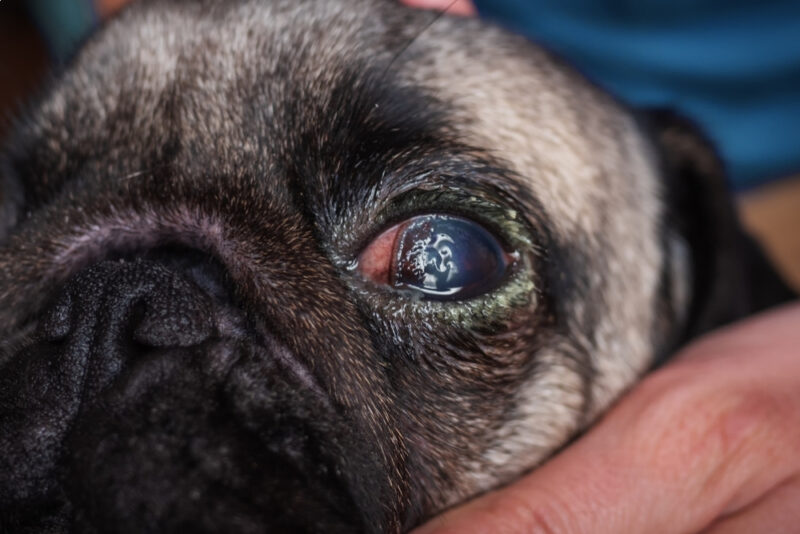 Corneal Dystrophy: A Common Hereditary Condition in Pets - Veterinary ...